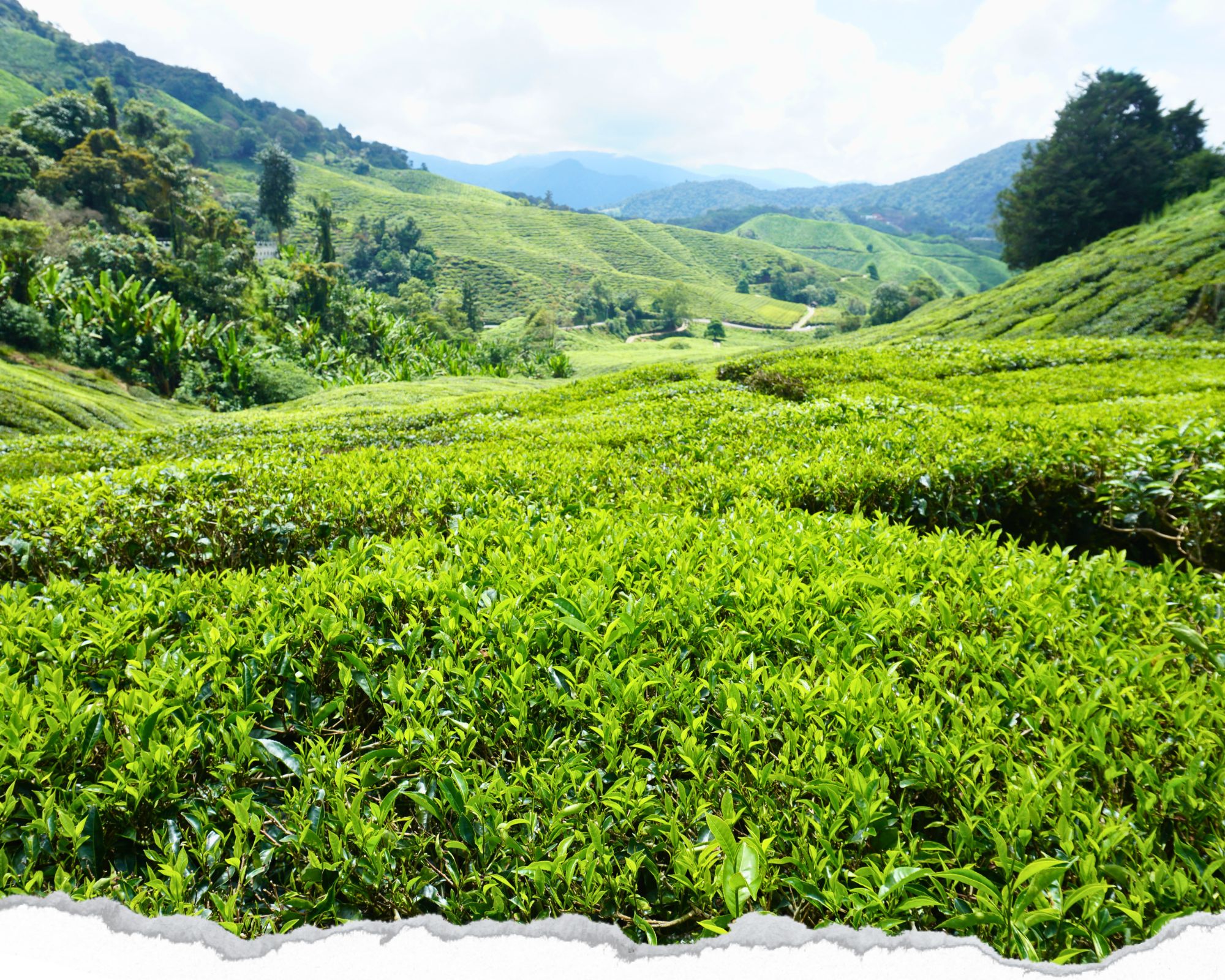 Cameron highlands et ses plantations de thé (malaisie) - Jolis Circuits